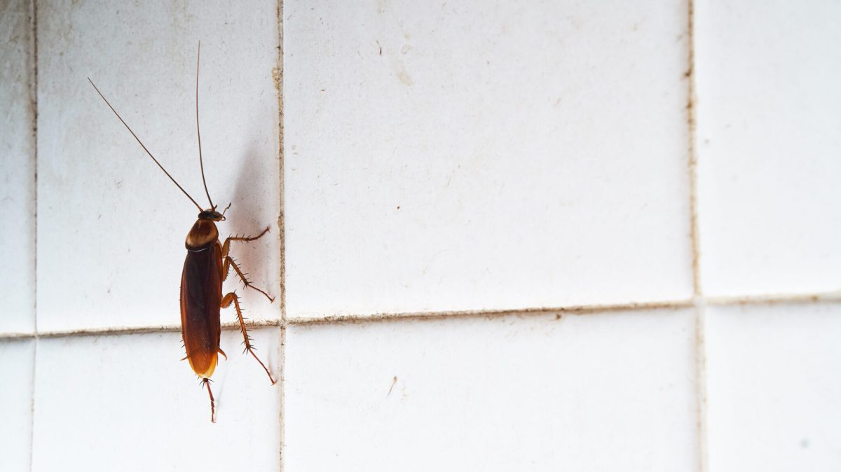 Signs of Cockroaches in Your Home | Canyon Lake Pest Control